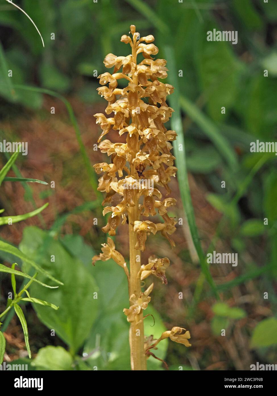 honey brown flowers on flowerspike of parasitic Bird's nest Orchid ...