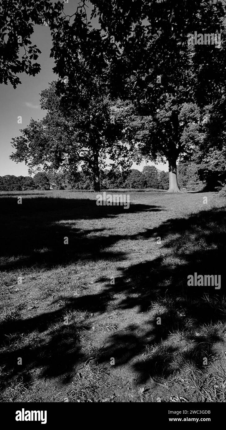 Park outdoor, black and white. Abstract nature. Monochrome. Trees ...