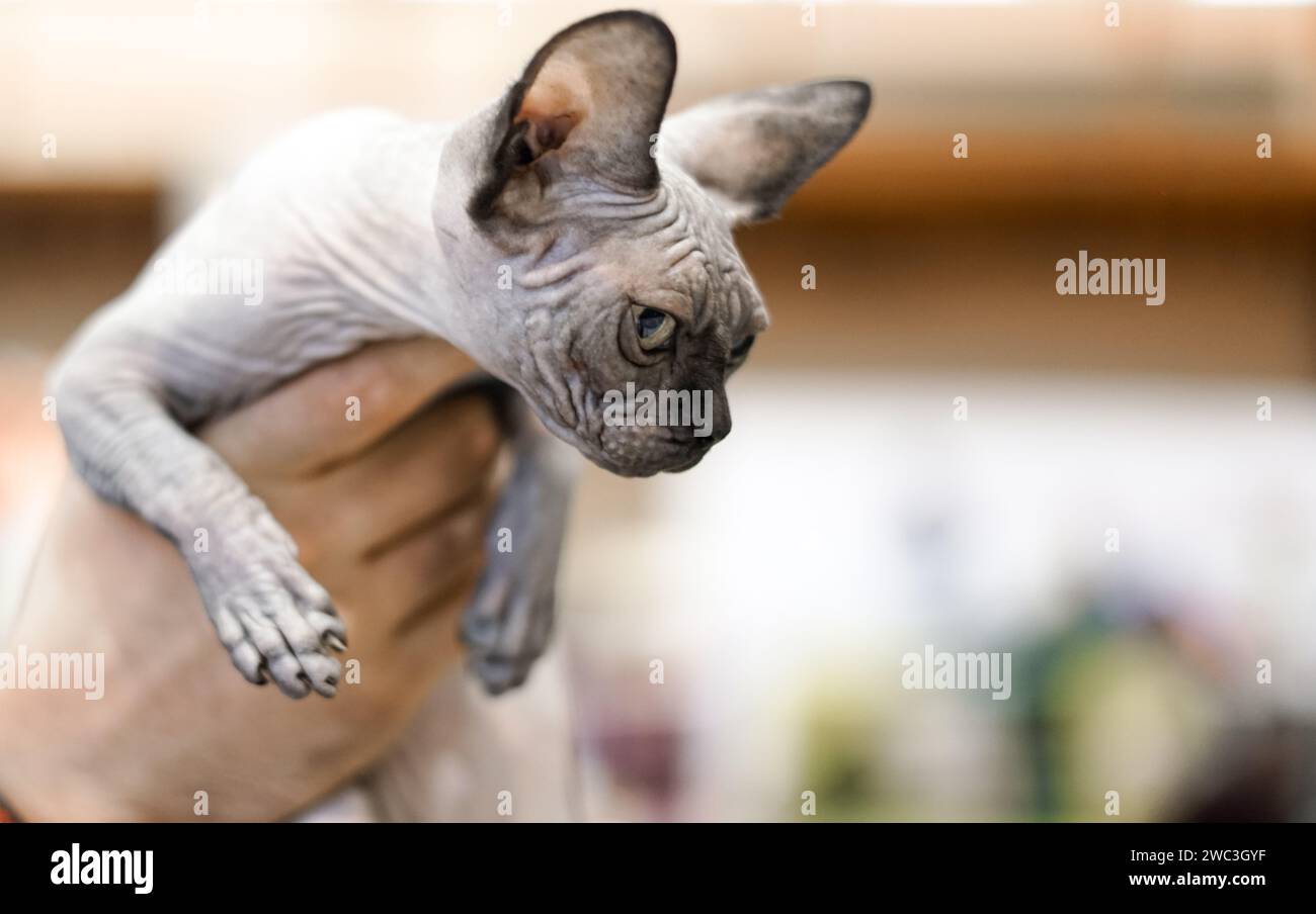 Sphynx cats hi-res stock photography and images - Alamy