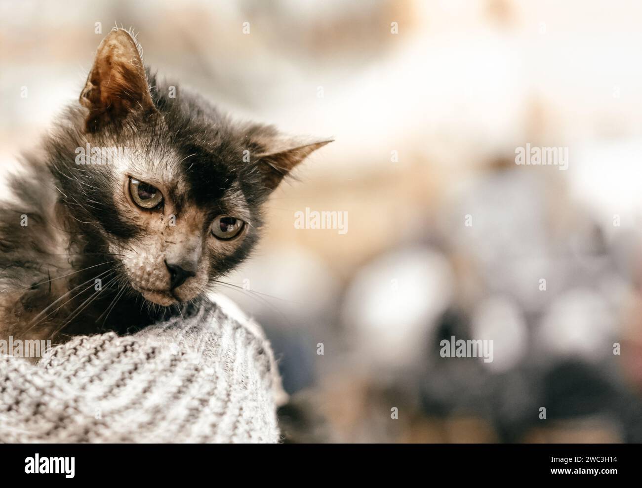 Young Lykoi Cat Stock Photo - Alamy