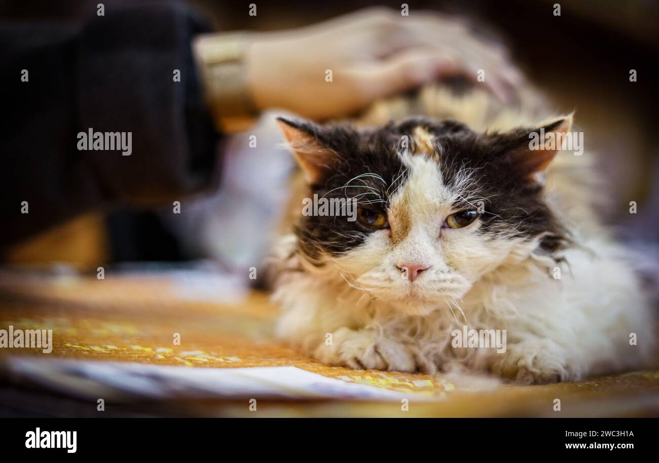 beautiful Devon Rex with long hair Stock Photo - Alamy