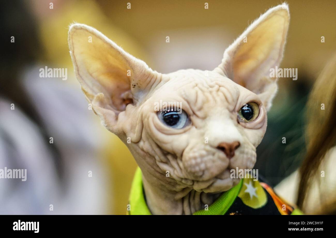 White Sphynx cat Stock Photo - Alamy