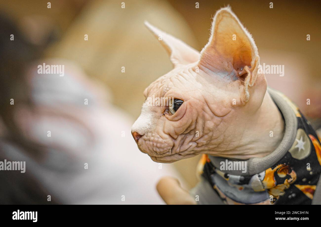 White Sphynx cat Stock Photo - Alamy