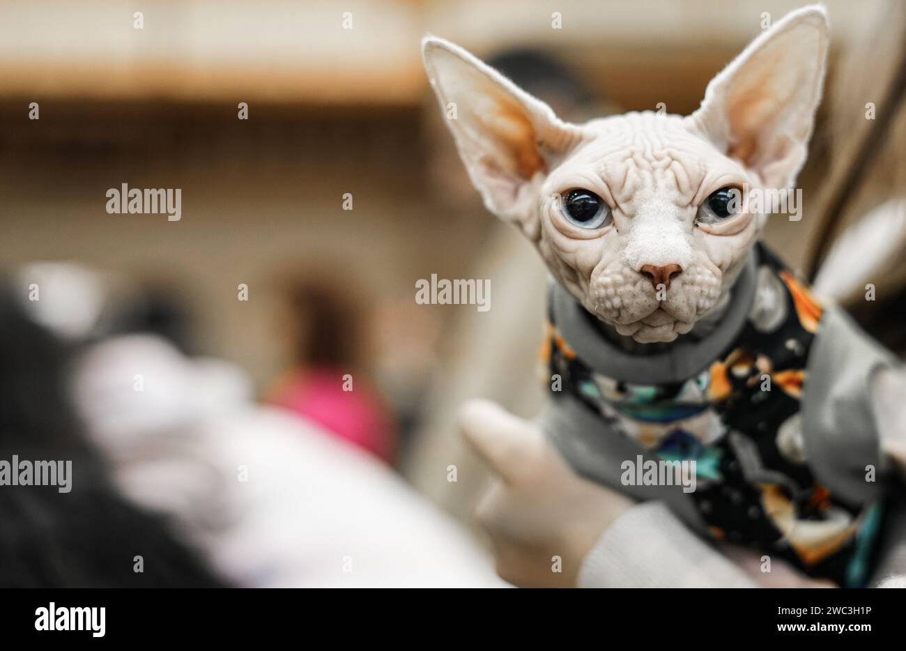 White Sphynx cat Stock Photo - Alamy