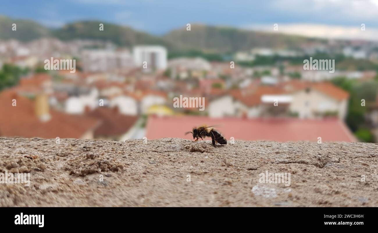 View to the city. From insect bee perspective. Blurry background ...