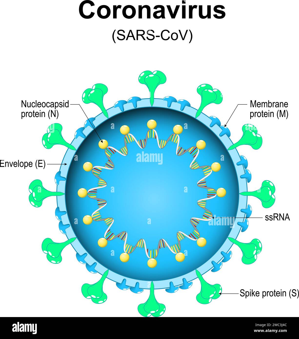 Coronavirus structure. Close-up of a virion. Magnified of virus ...