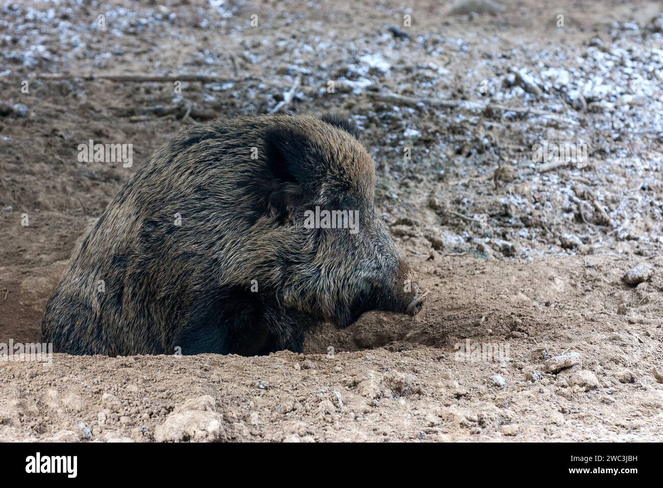 Overpopulated animal hi-res stock photography and images - Alamy