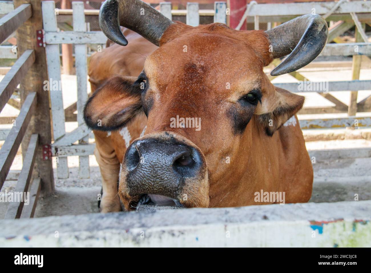 cow in the corral of a farm in Rio de Janeiro, Brazil Stock Photo - Alamy