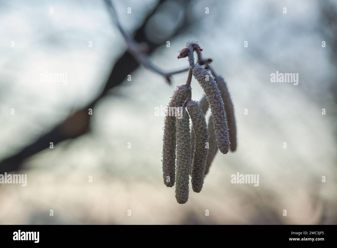 The catkins, also called flowers, are hanging on the hazelnut branches ...