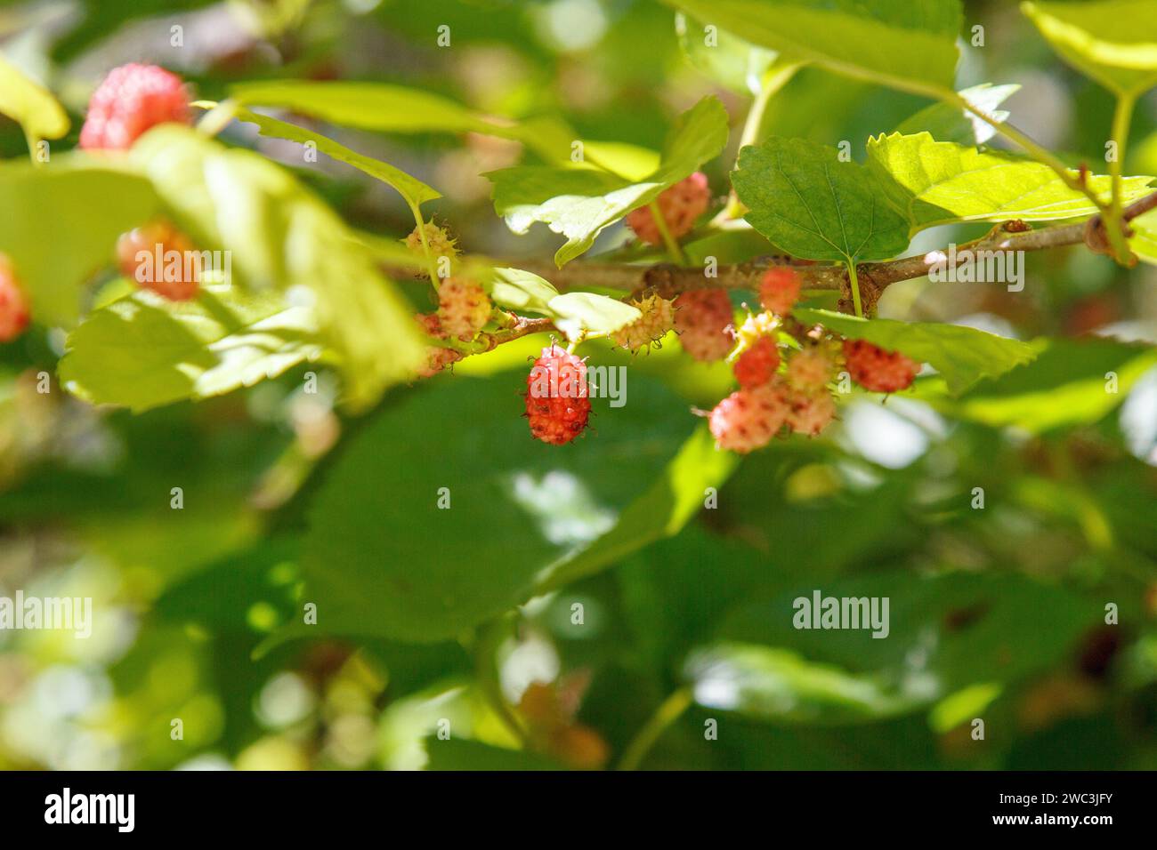Rio de janeiro fruit hi-res stock photography and images - Alamy
