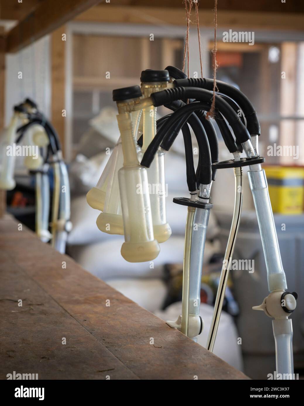 Milking process in a goat farm and a cheese factory, Magdalen Islands ...