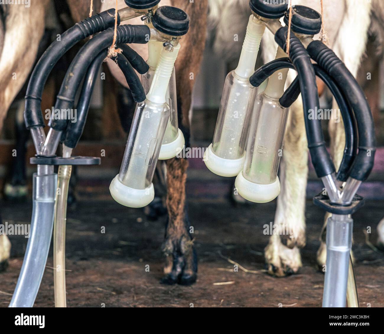 Milking process in a goat farm and a cheese factory, Magdalen Islands ...