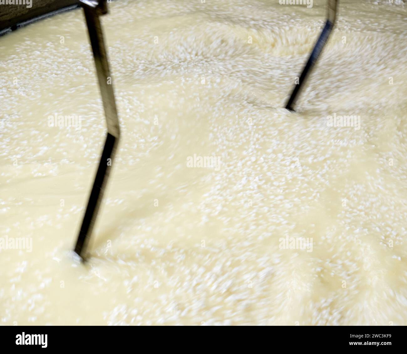 Cheese production, Pied-de-Vent cheese factory, Magdalen Islands ...