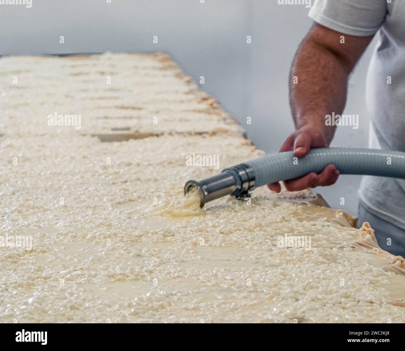 Cheese moulding, Pied-de-Vent cheese factory, Magdalen Islands, Quebec ...