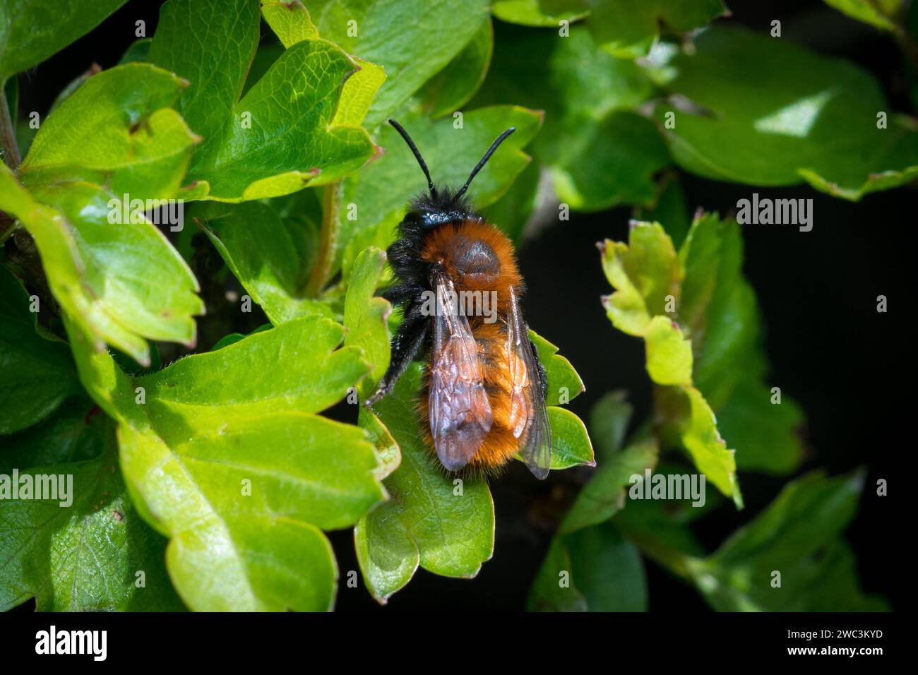 A fuzzy and colourful tawny mining bee female (Andrena fulva) rests in ...