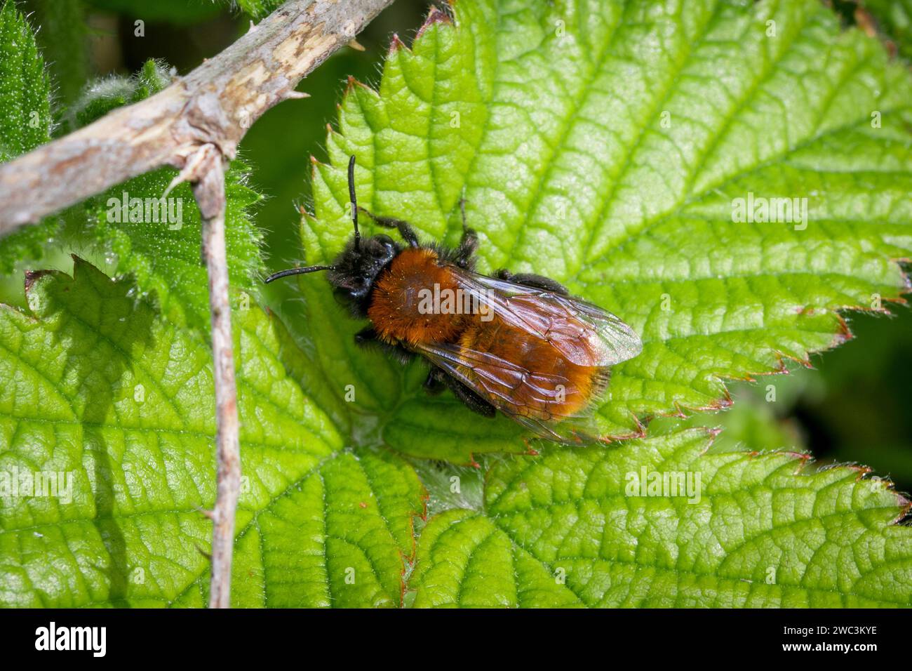 A fuzzy and colourful tawny mining bee female (Andrena fulva) rests in ...