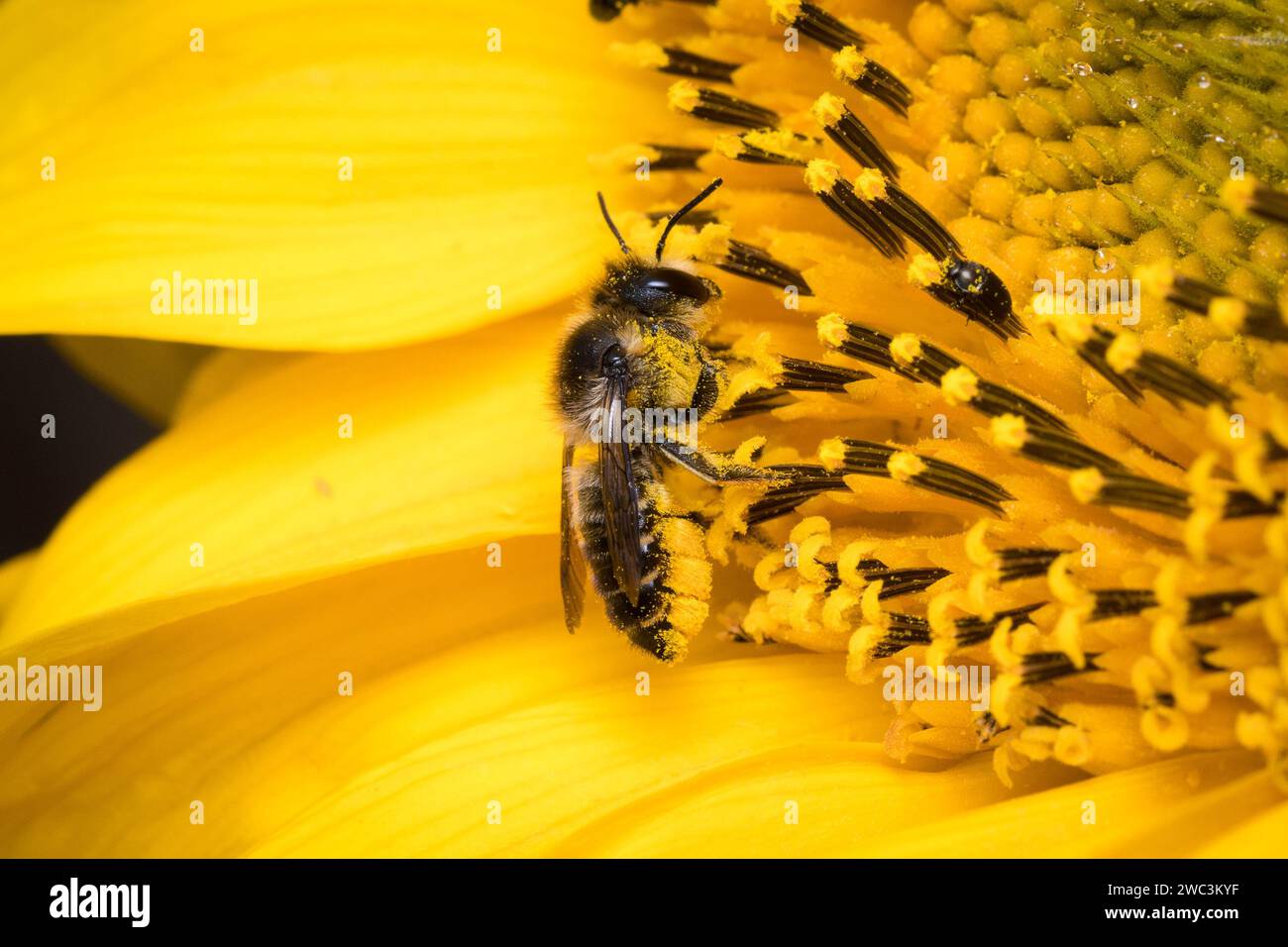 A female leafcutter bee (likely the patchwork leafcutter, Megachile ...