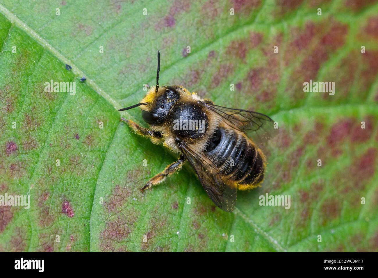 A female leafcutter bee (likely the patchwork leafcutter, Megachile ...