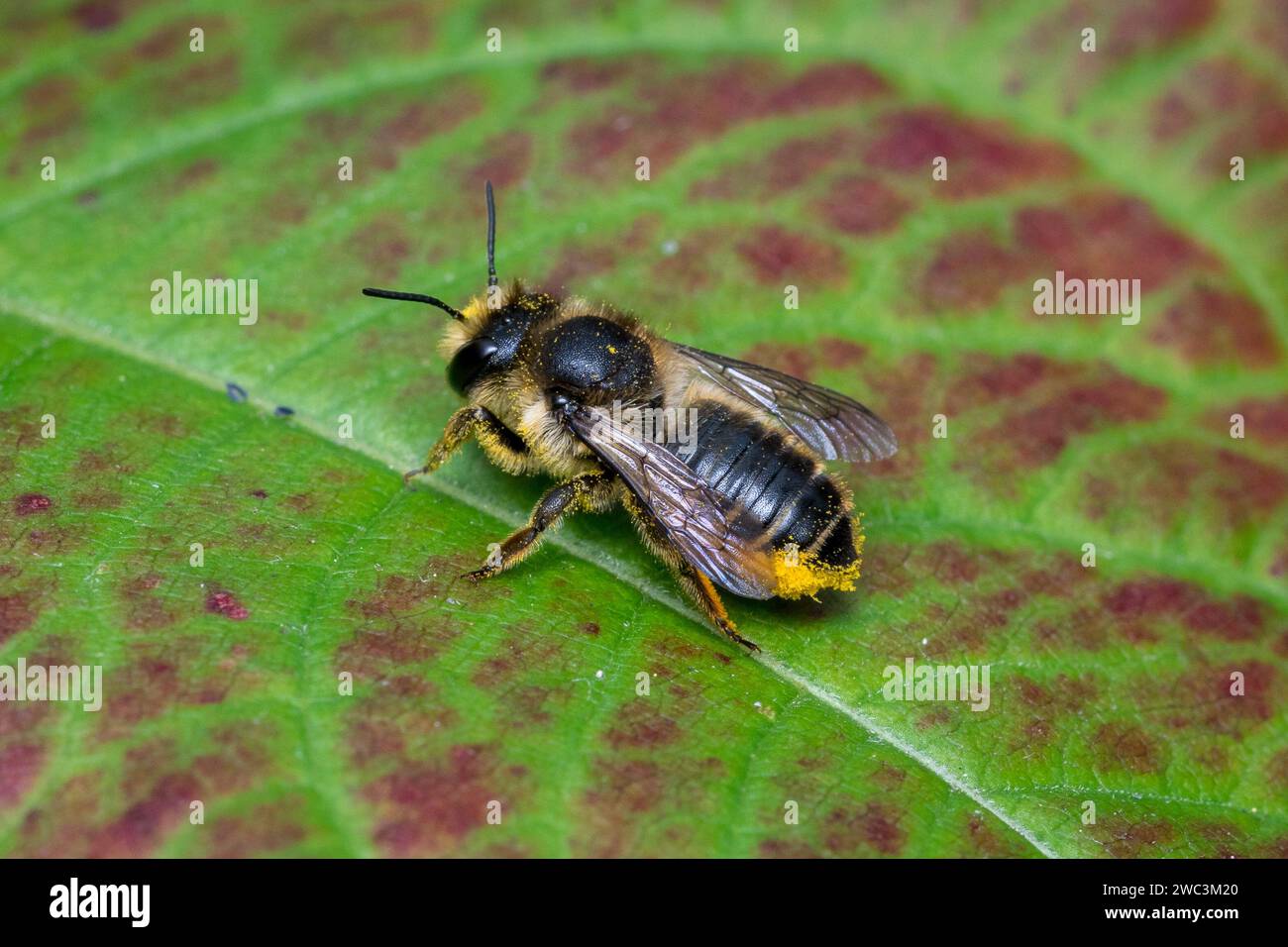 Patchwork leafcutter bee hi-res stock photography and images - Alamy