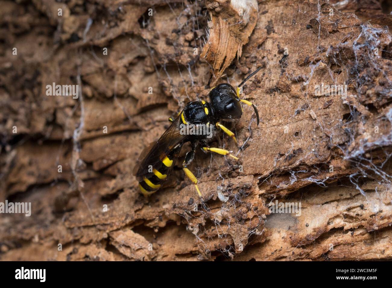 Hunting wasps hi-res stock photography and images - Alamy