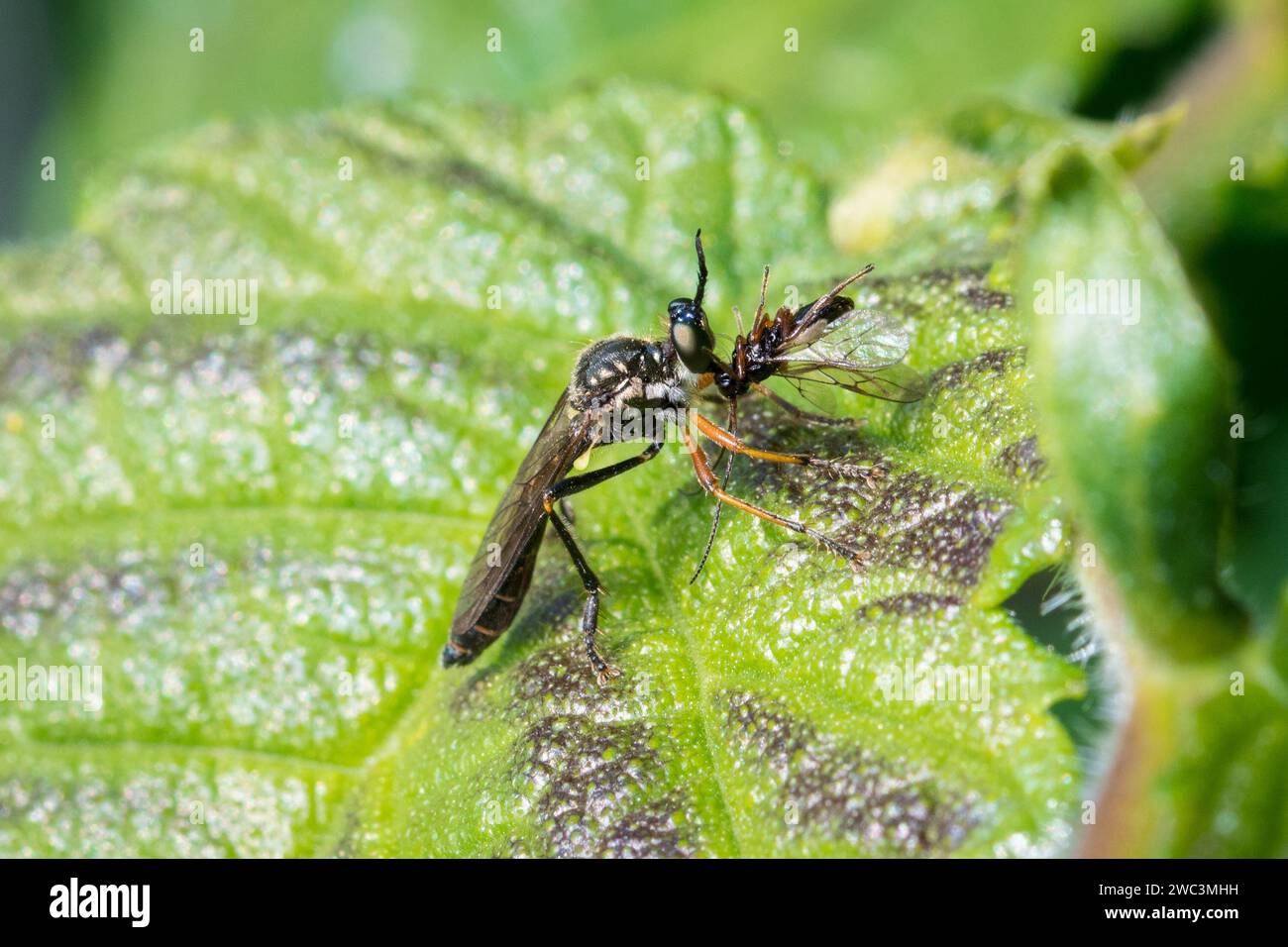 Predatory insects hi-res stock photography and images - Alamy