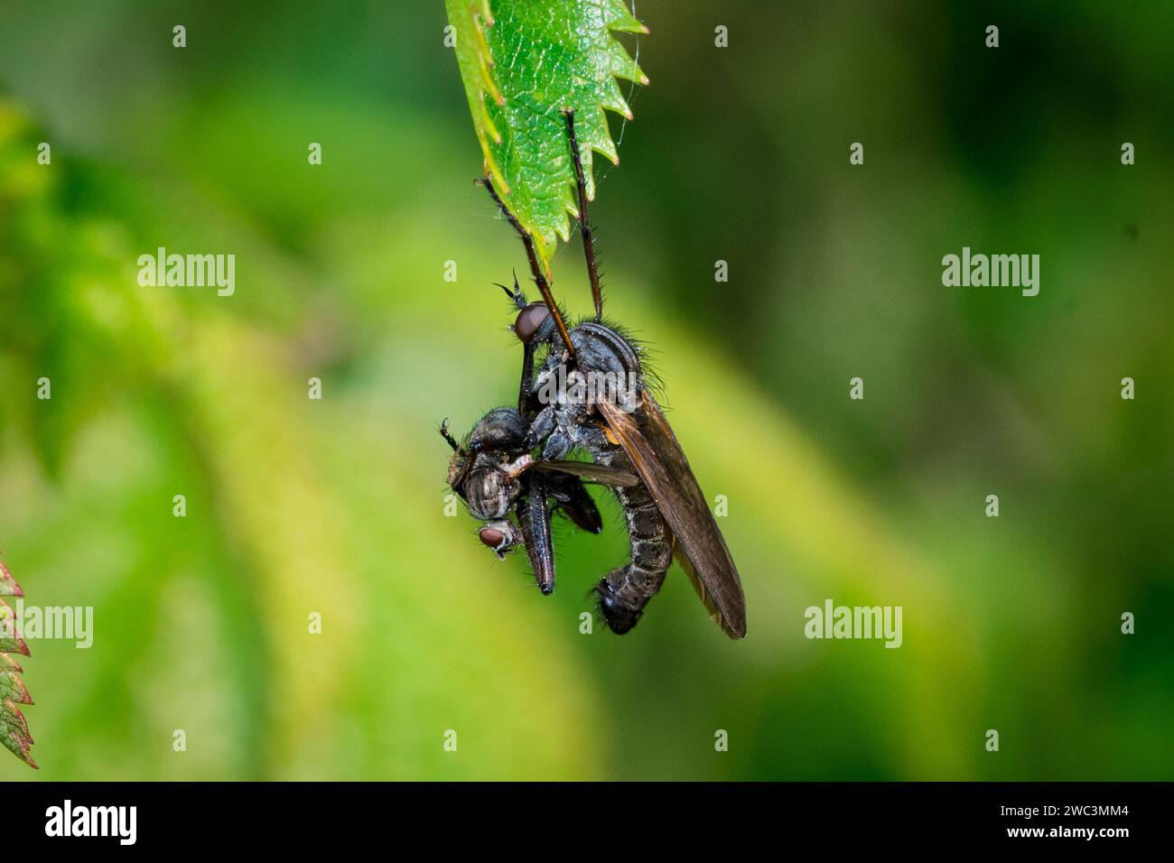 A fearsome dagger fly (Empis tessellata) dangling from a leaf as its ...
