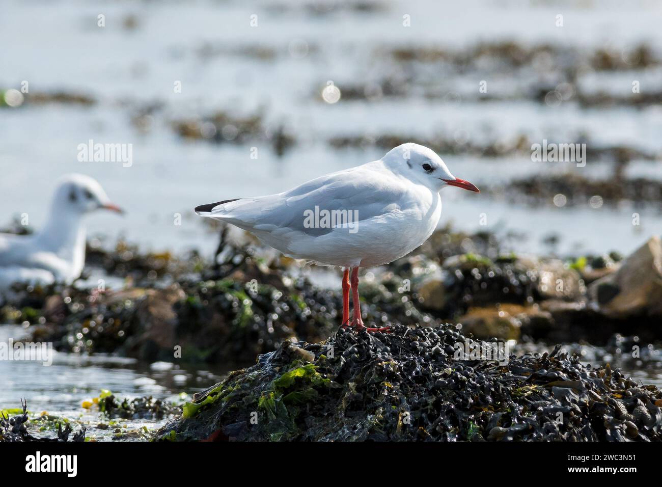 A black headed gull standing among seaweed at the water's edge ...