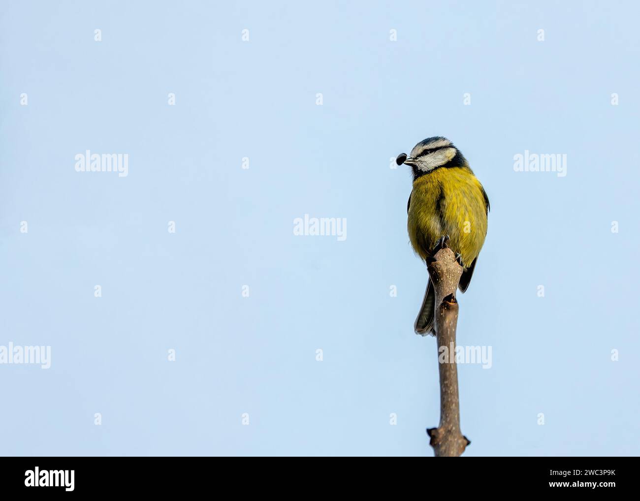 Amid Dublin's iconic Phoenix Park, a delightful Blue Tit enchants with ...