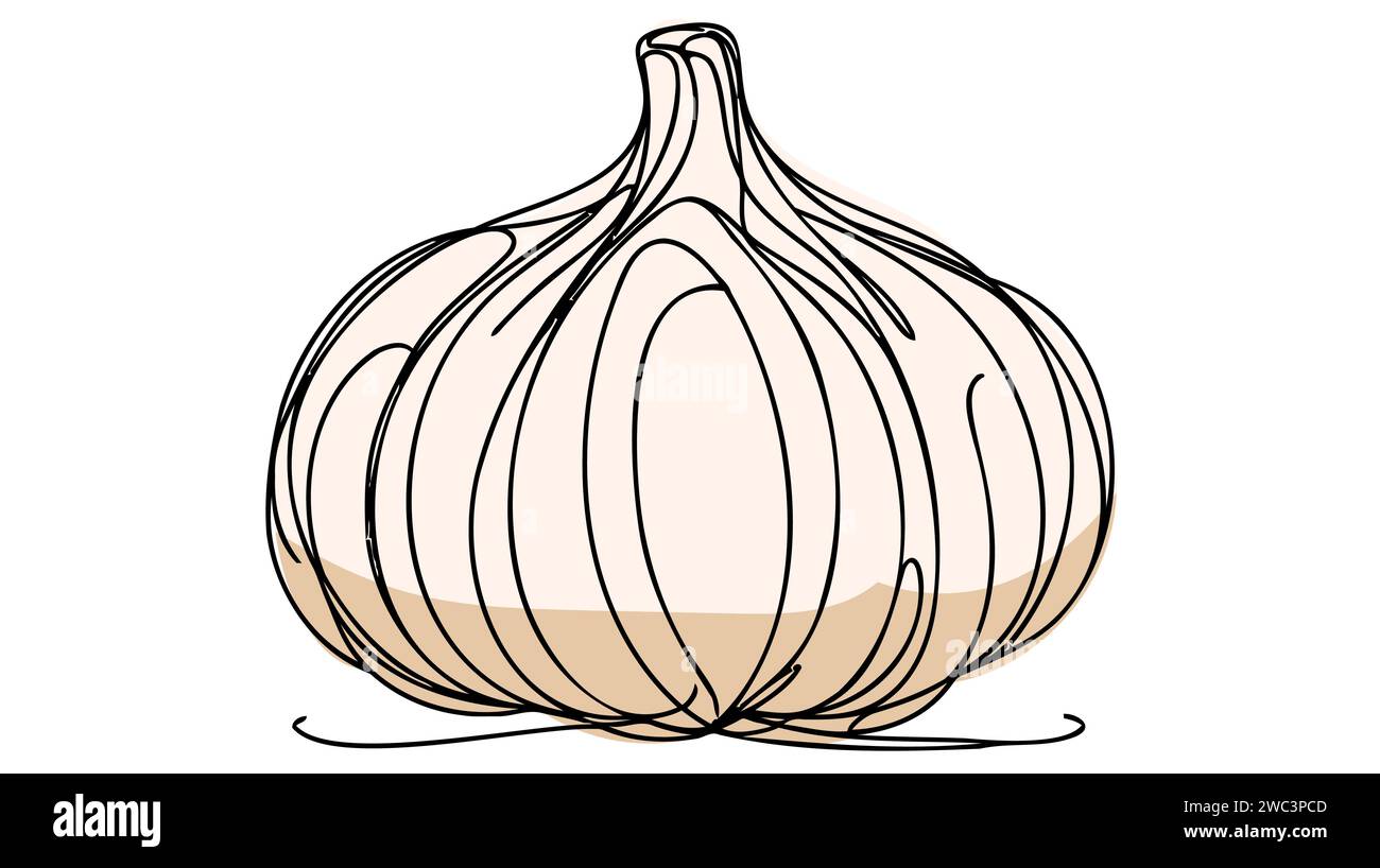 Garlic in continuous line art drawing style. Garlic bulb minimalist ...
