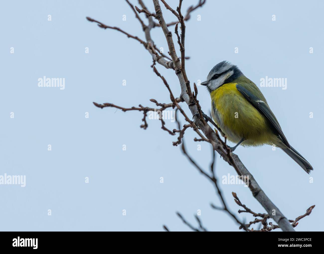 Amid Dublin's iconic Phoenix Park, a delightful Blue Tit enchants with ...