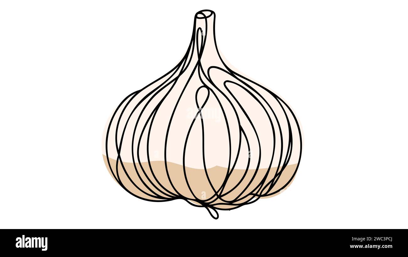 Garlic in continuous line art drawing style. Garlic bulb minimalist ...