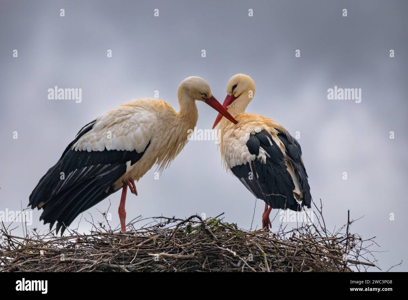 The fascinating storks of Silves, in the Algarve region of southern ...