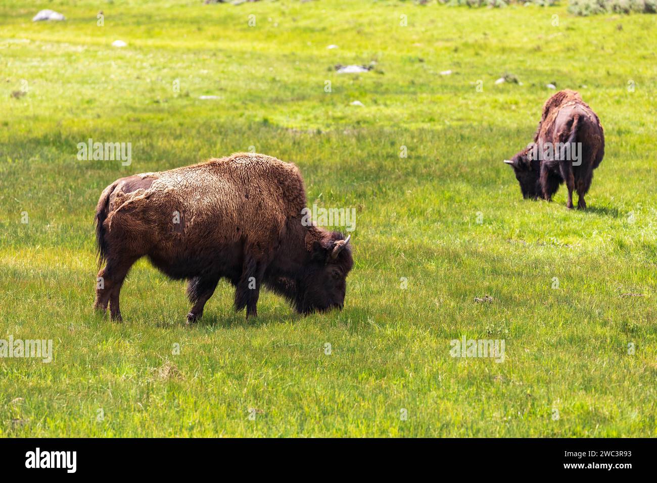 Buffalo grass hi-res stock photography and images - Alamy