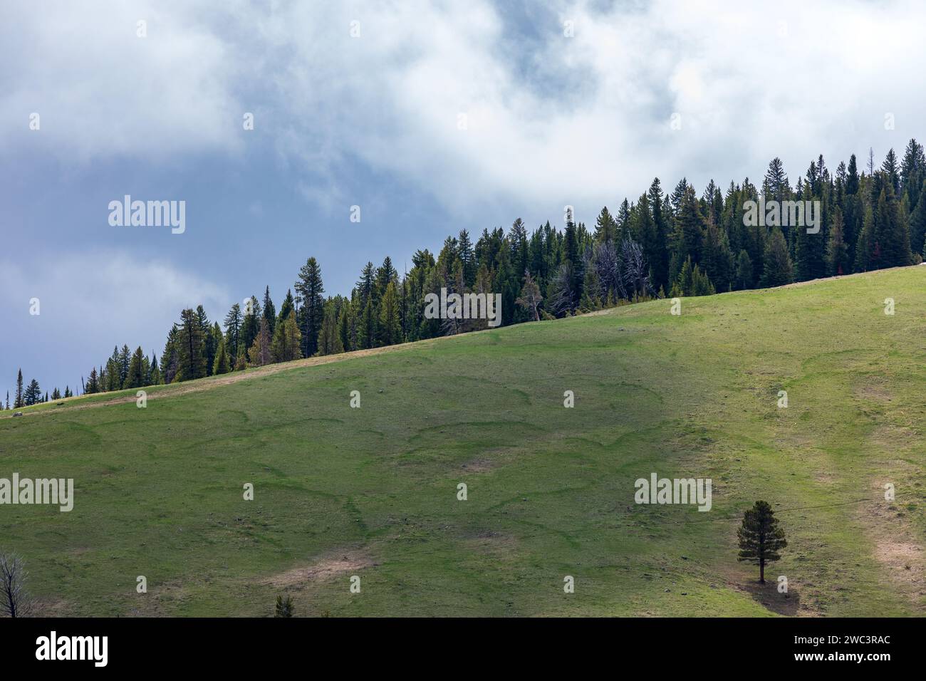 Single tree on a smooth green mountainside rises up to a ride of tree ...