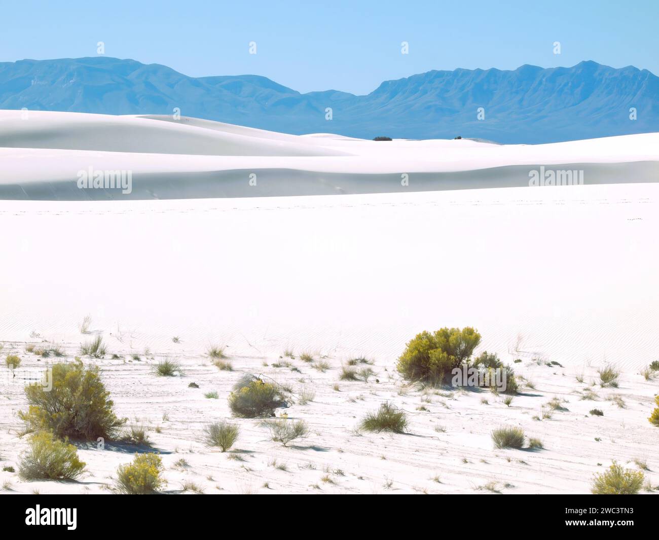 A cottonwood tree in autumn at White Sands National Monument Stock ...