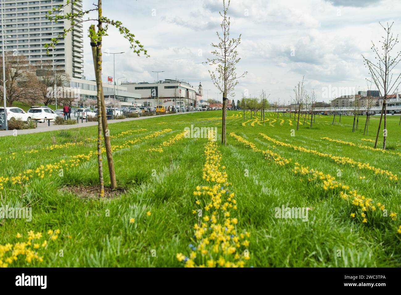 VILNIUS, LITHUANIA - APRIL 10, 2023: Rows of beautiful yellow daffodils ...