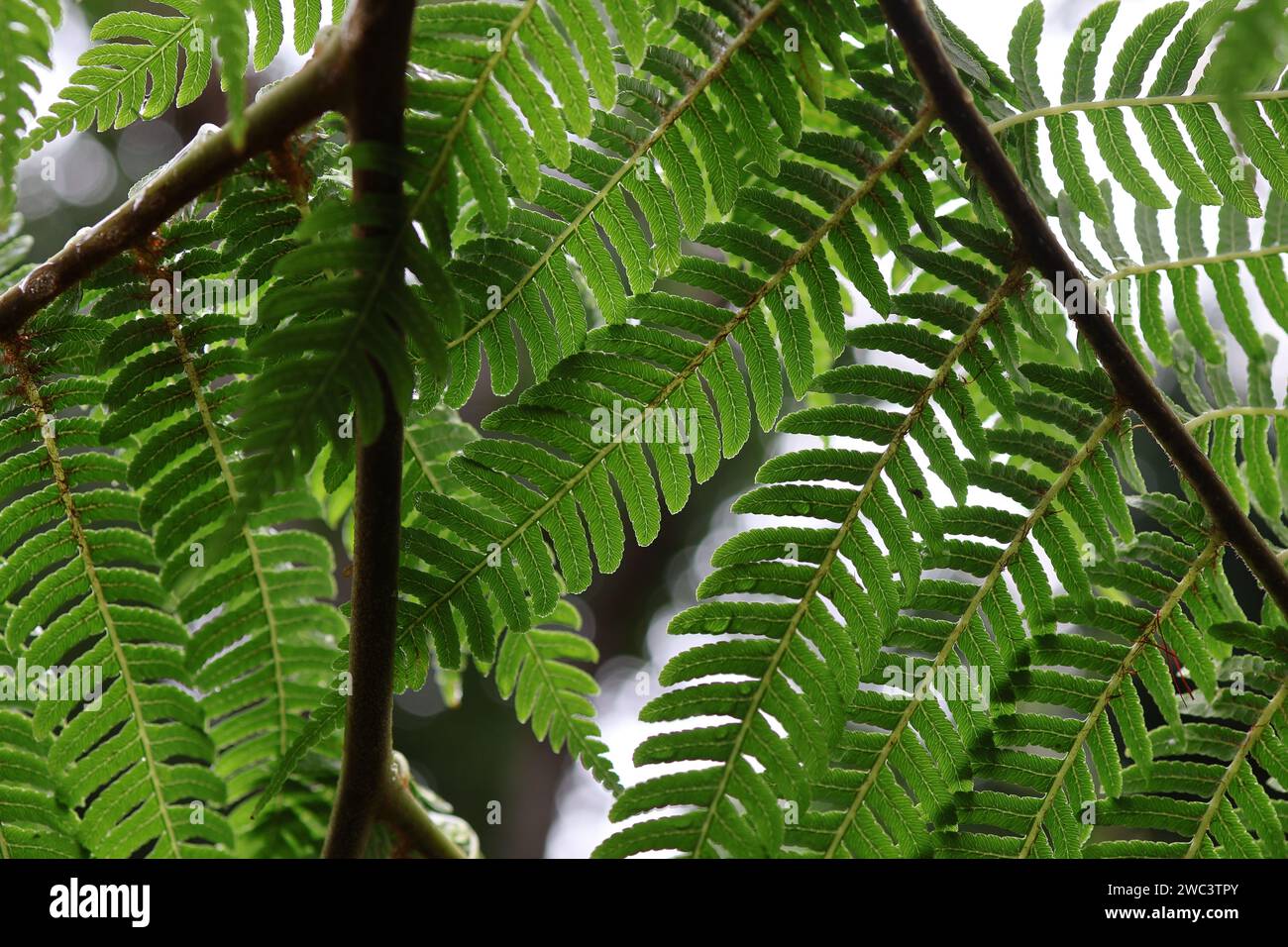 Ferns background backdrop high quality Stock Photo - Alamy