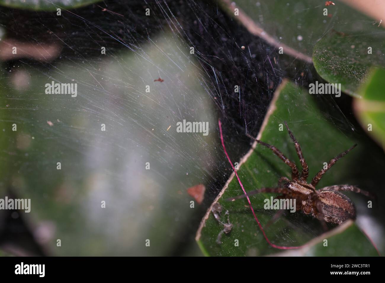Spider web wallpaper hi-res stock photography and images - Alamy