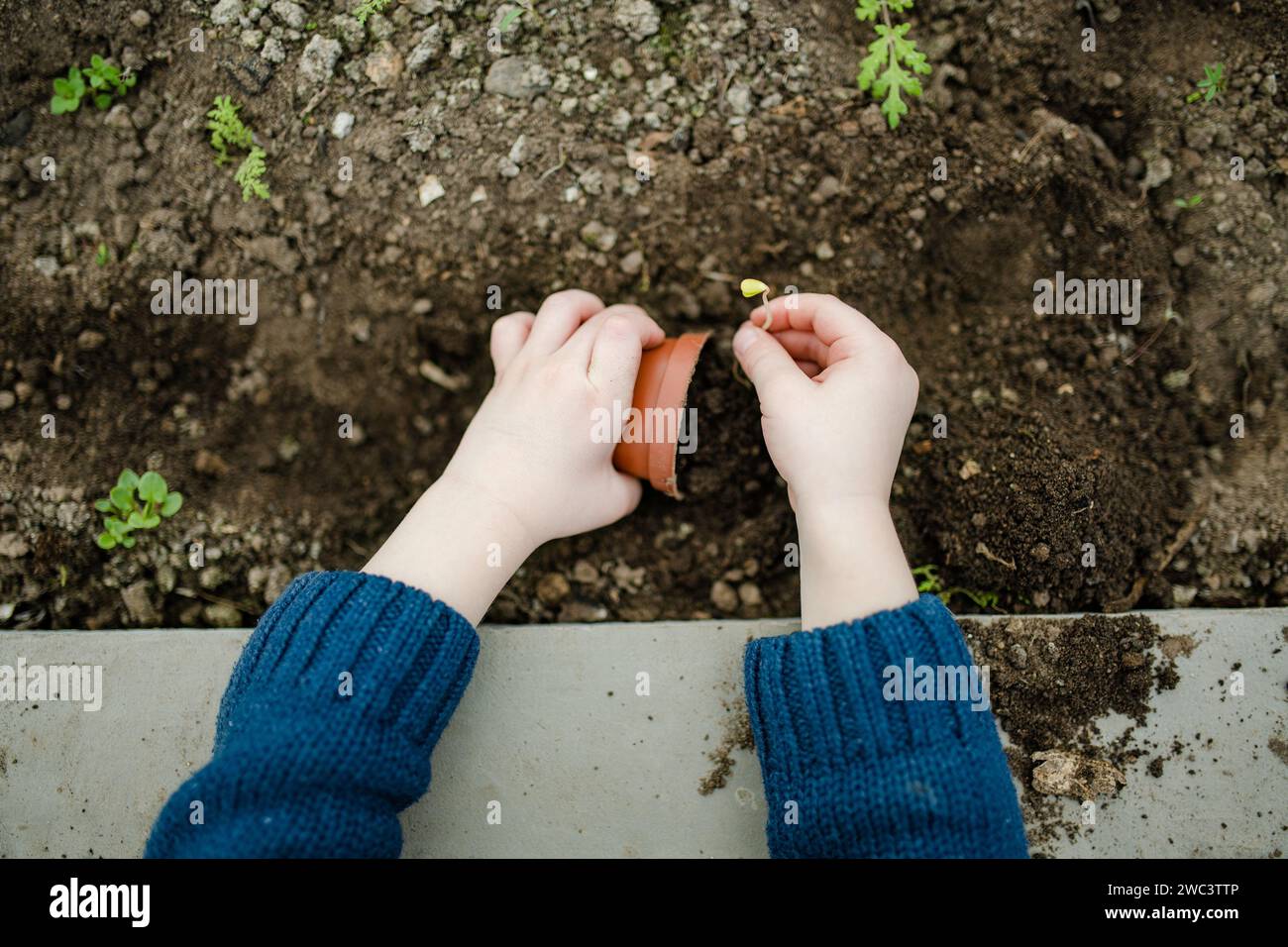 Cute toddler boy playing with soil on spring day. Kid planting a ...