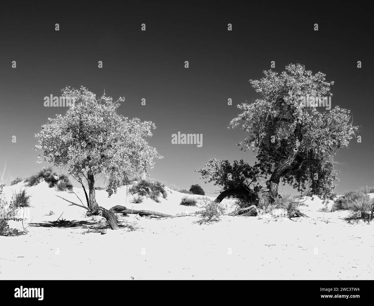 White sands national park cottonwoods hi-res stock photography and ...