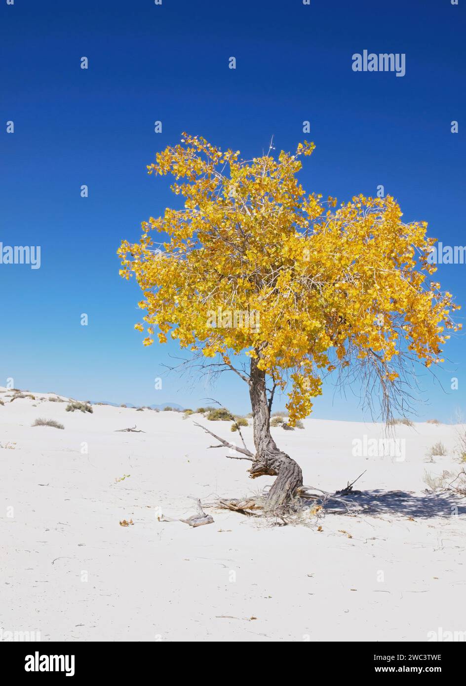 Sand dune cottonwood tree hi-res stock photography and images - Alamy