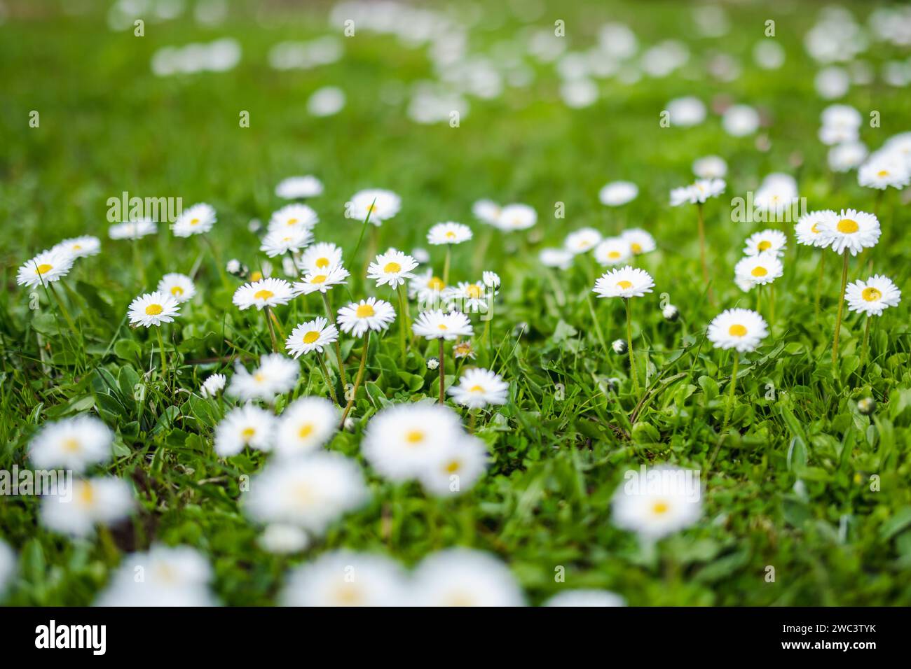 Beautiful meadow in springtime full of flowering white and pink common ...
