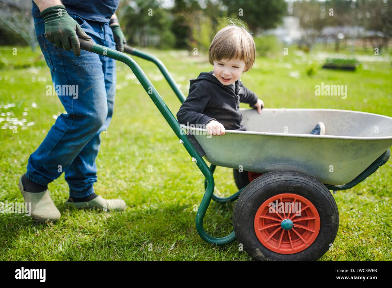 Cute blond toddler riding in a wheelbarrow in the garden. Kid helping ...