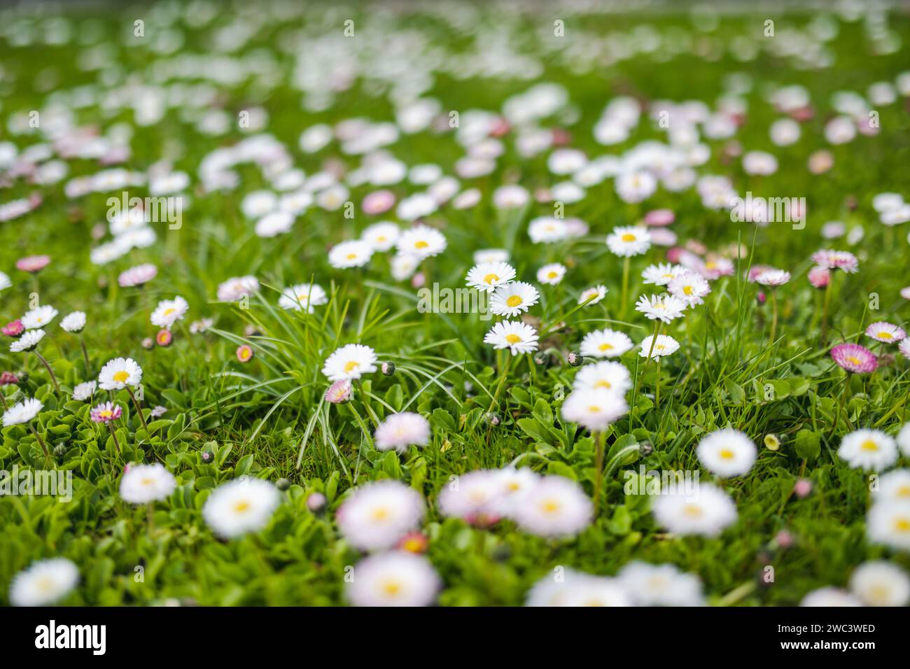Beautiful meadow in springtime full of flowering white and pink common ...