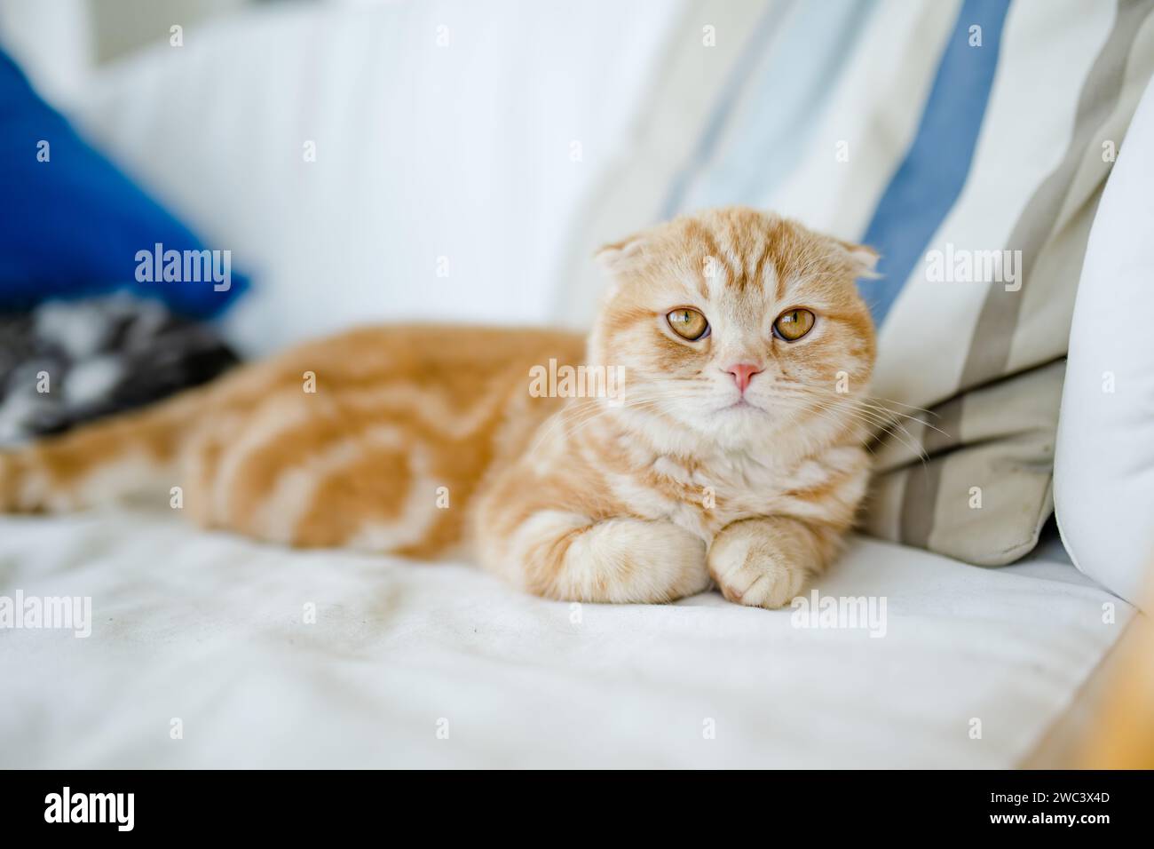 Red Scottish fold kitten having rest on a sofa in a living room ...