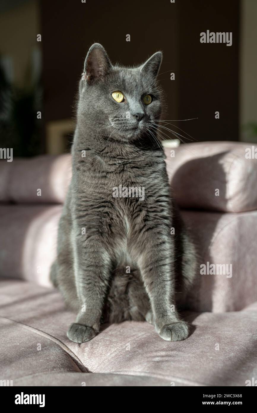 A charming picture of a British or Russian blue shorthair gray cat. The ...