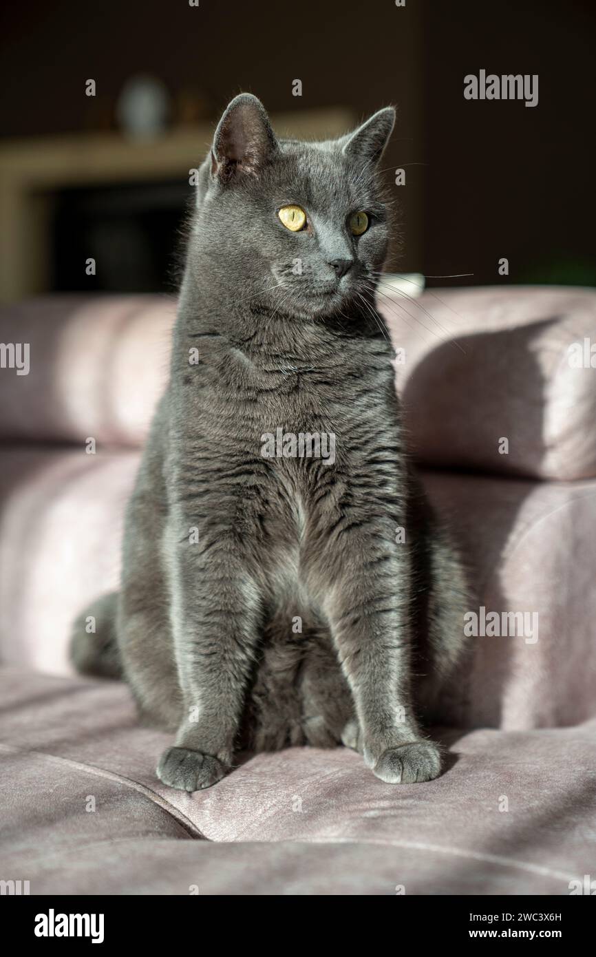 A charming picture of a British or Russian blue shorthair gray cat. The ...