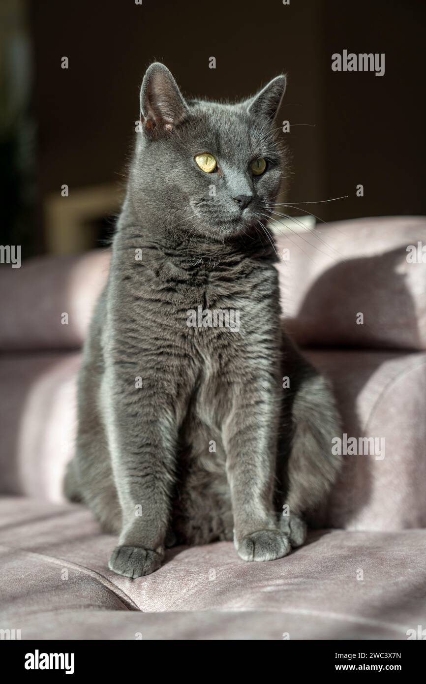 A charming picture of a British or Russian blue shorthair gray cat. The ...