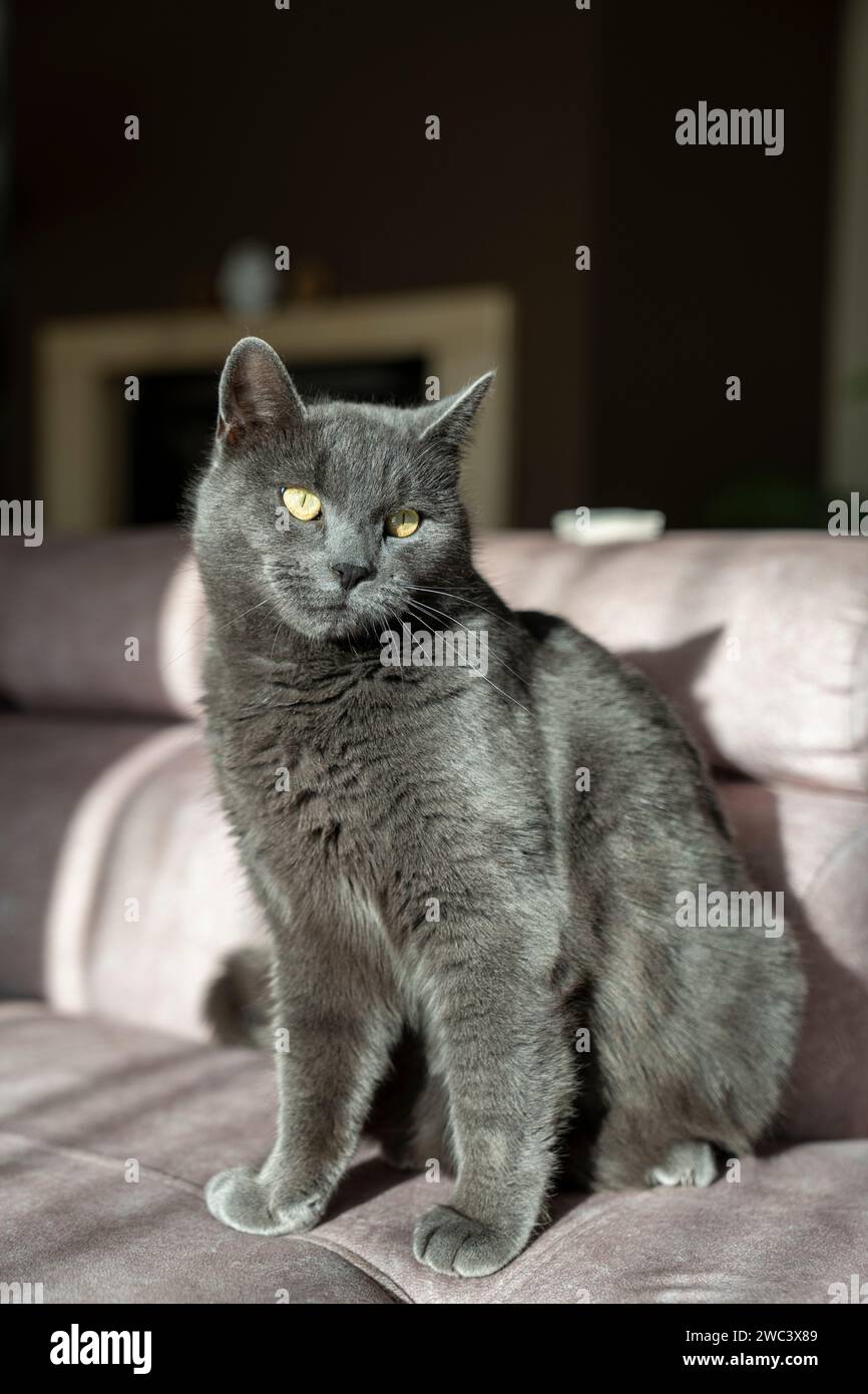 A charming picture of a British or Russian blue shorthair gray cat. The ...