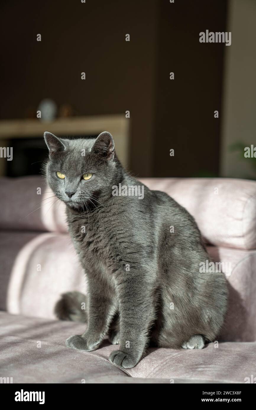 A charming picture of a British or Russian blue shorthair gray cat. The ...